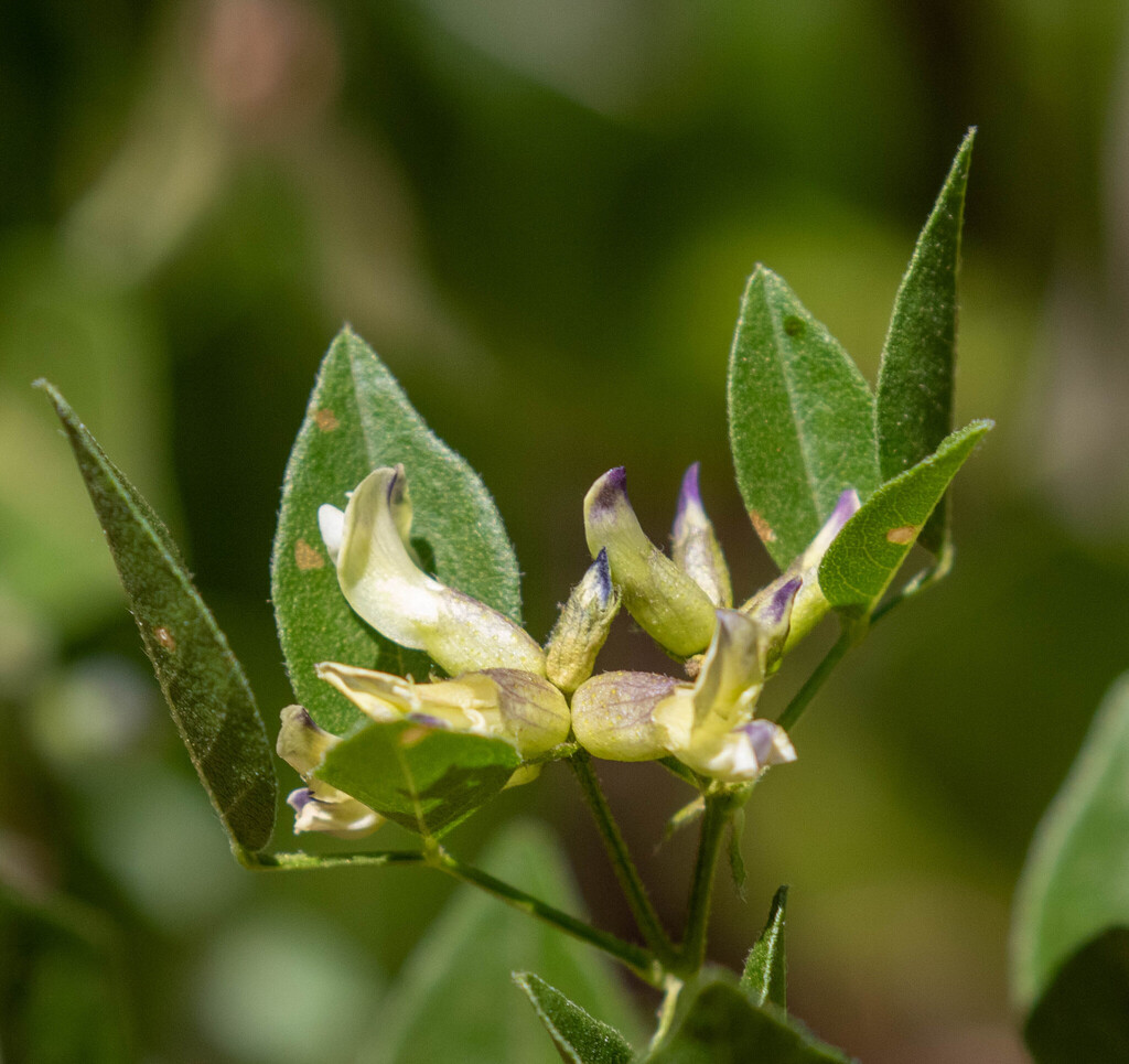 forest scurfpea from Mitchell Canyon, Mount Diablo State Park, Contra ...