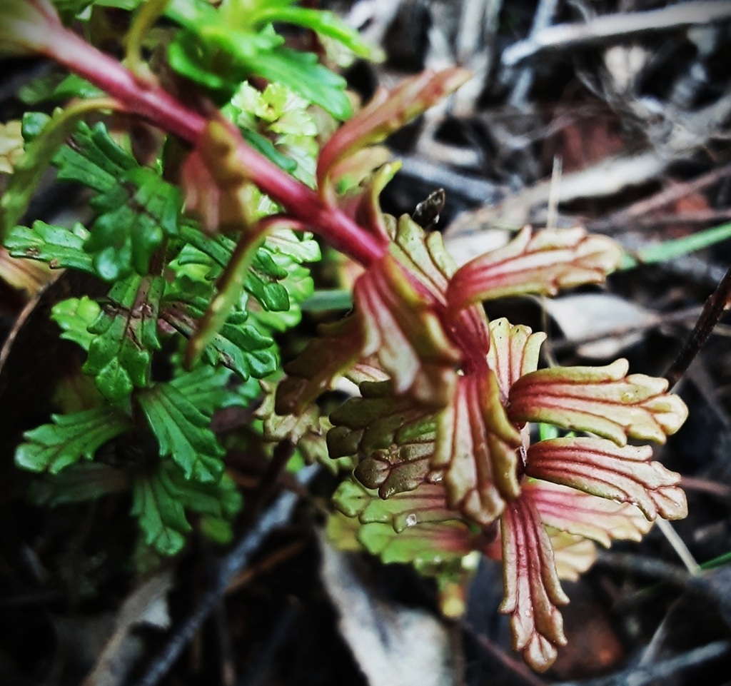 purple eyebright from Hassans Walls Reserve, Lithgow NSW 2790 ...