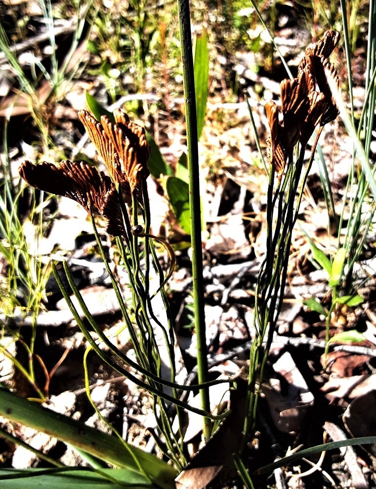 Forked Comb Fern from Hassans Walls NSW 2790, Australia on May 18, 2025 ...
