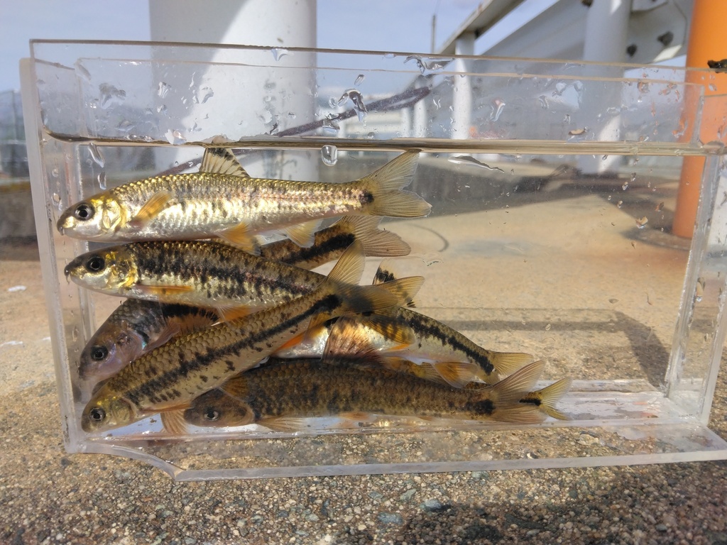 (Sarcocheilichthys variegatus variegatus) - Marine Life Identification