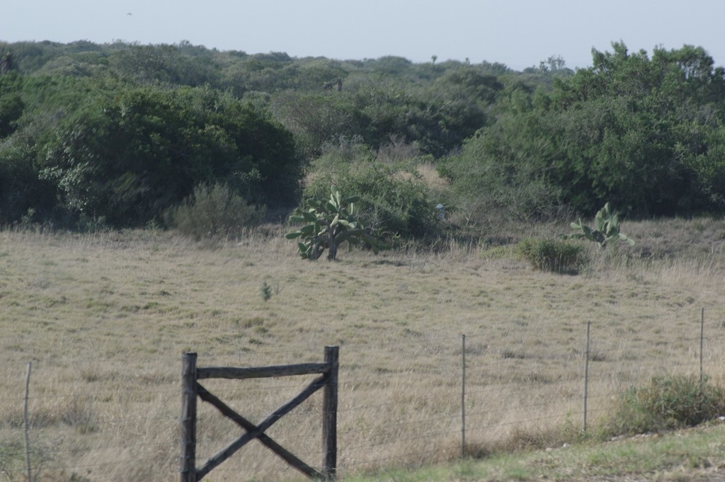 Indian fig opuntia from N2 Grahamstown to Port Elizabeth, Eastern Cape ...