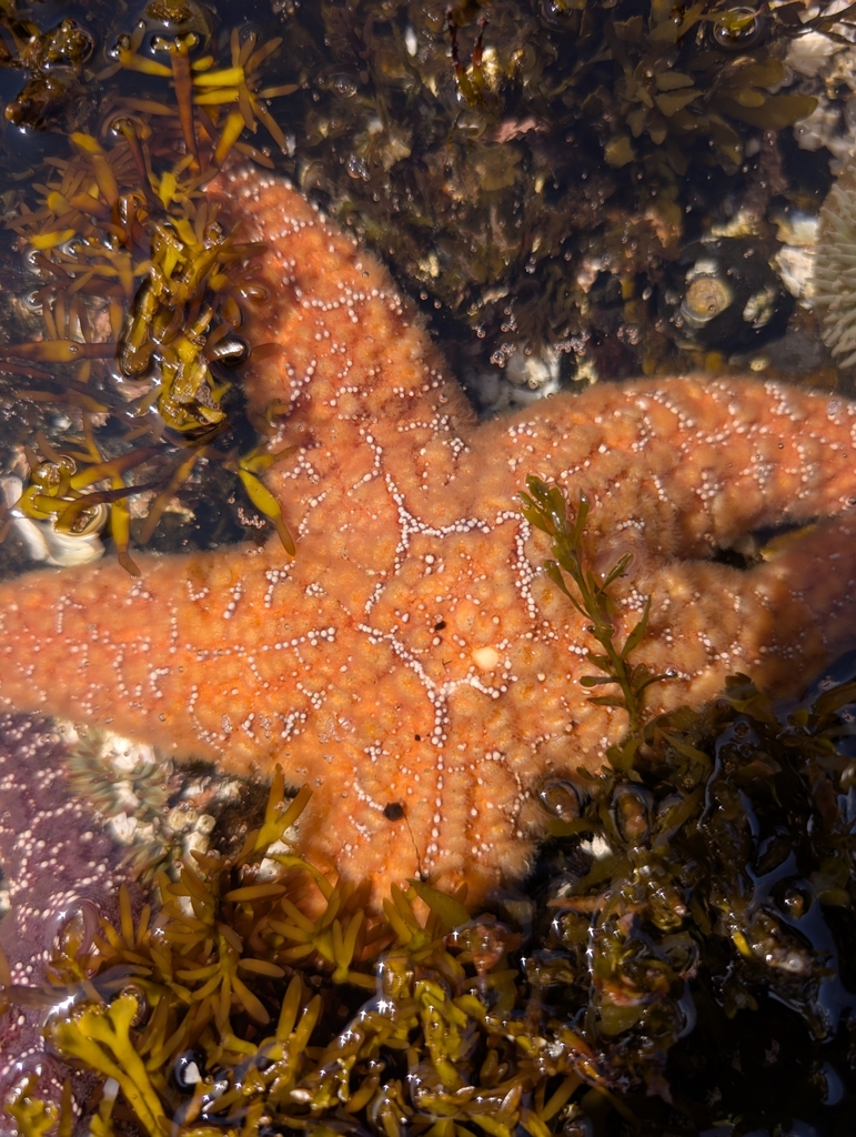 Ochre Sea Star from Ucluelet, BC, Canada on May 21, 2025 at 03:52 PM by ...