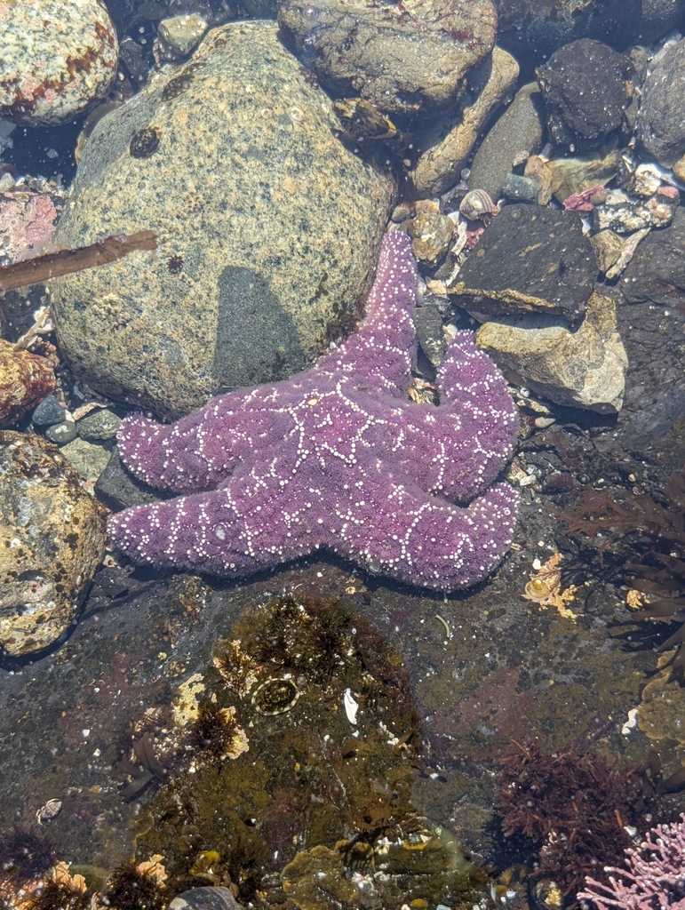 Ochre Sea Star from Ucluelet, BC, Canada on May 21, 2025 at 03:40 PM by ...