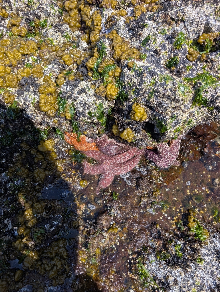 Ochre Sea Star from Ittatsoo 1, Alberni-Clayoquot, BC V0R 3A0, Canada ...