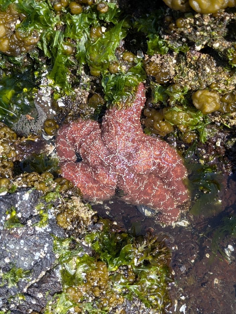Ochre Sea Star from Ucluelet, BC, Canada on May 21, 2025 at 03:22 PM by ...