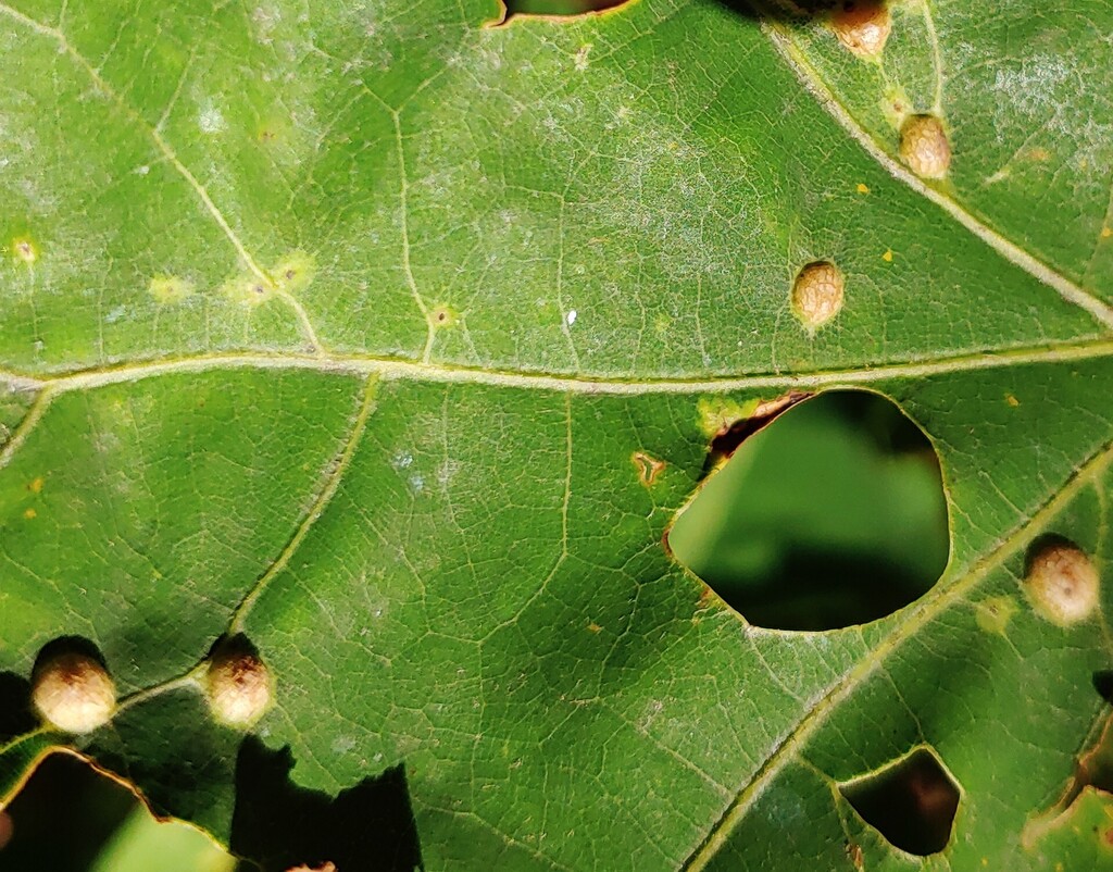 Oak Leaf Gall Midge from Mountain Park, GA, USA on May 21, 2025 at 07: ...