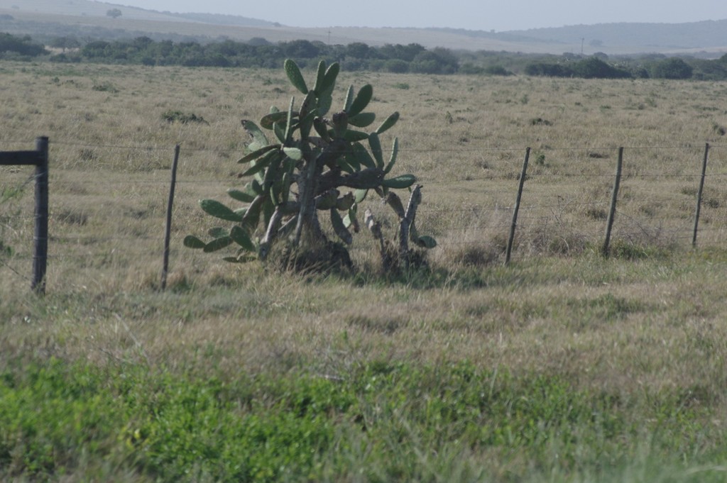 Indian fig opuntia from N2 Grahamstown to Port Elizabeth, Eastern Cape ...
