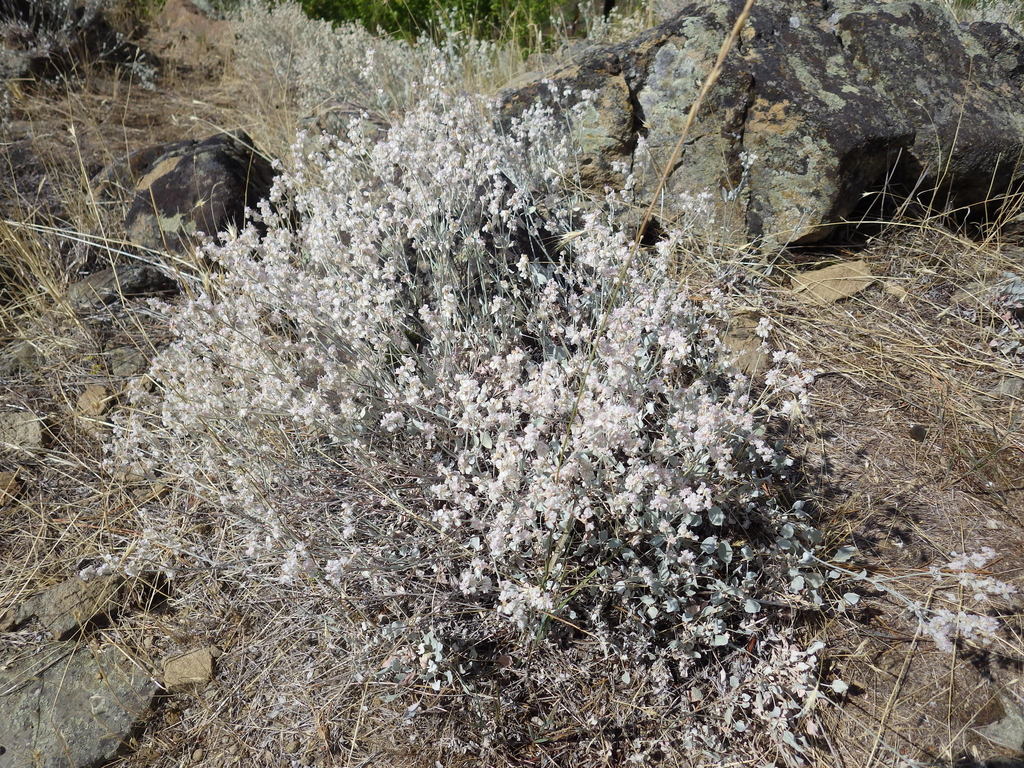 Snow Buckwheat from Chelan County, WA, USA on September 08, 2019 at 12: ...