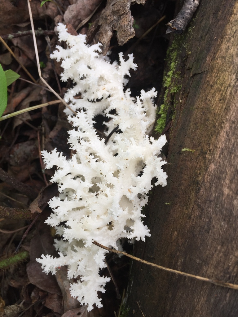Coral tooth fungus from Division No. 10, AB, Canada on July 30, 2019 by ...