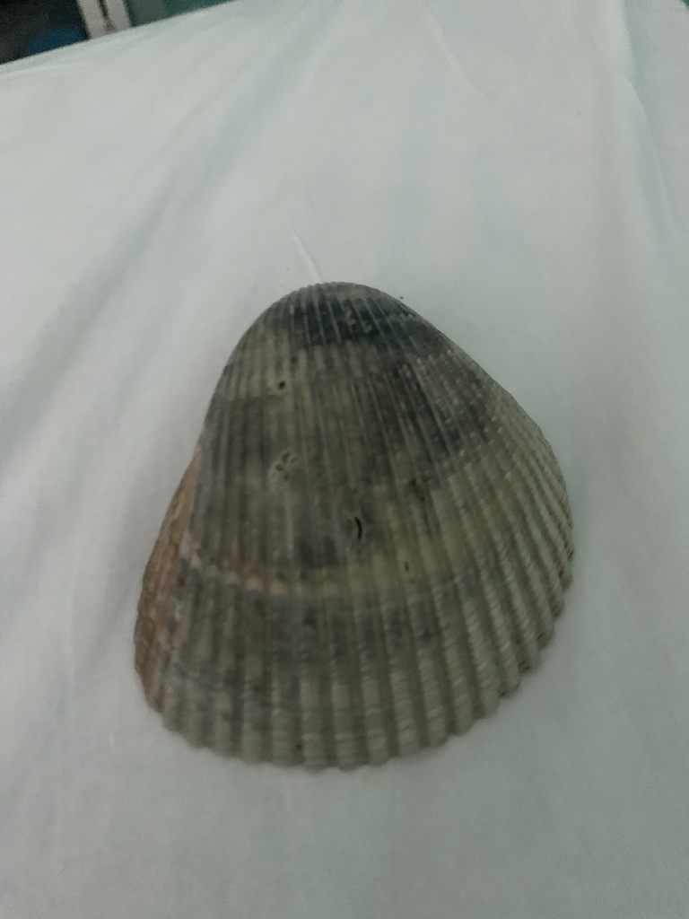 Giant Atlantic Cockle in May 2025 by aurlina · iNaturalist