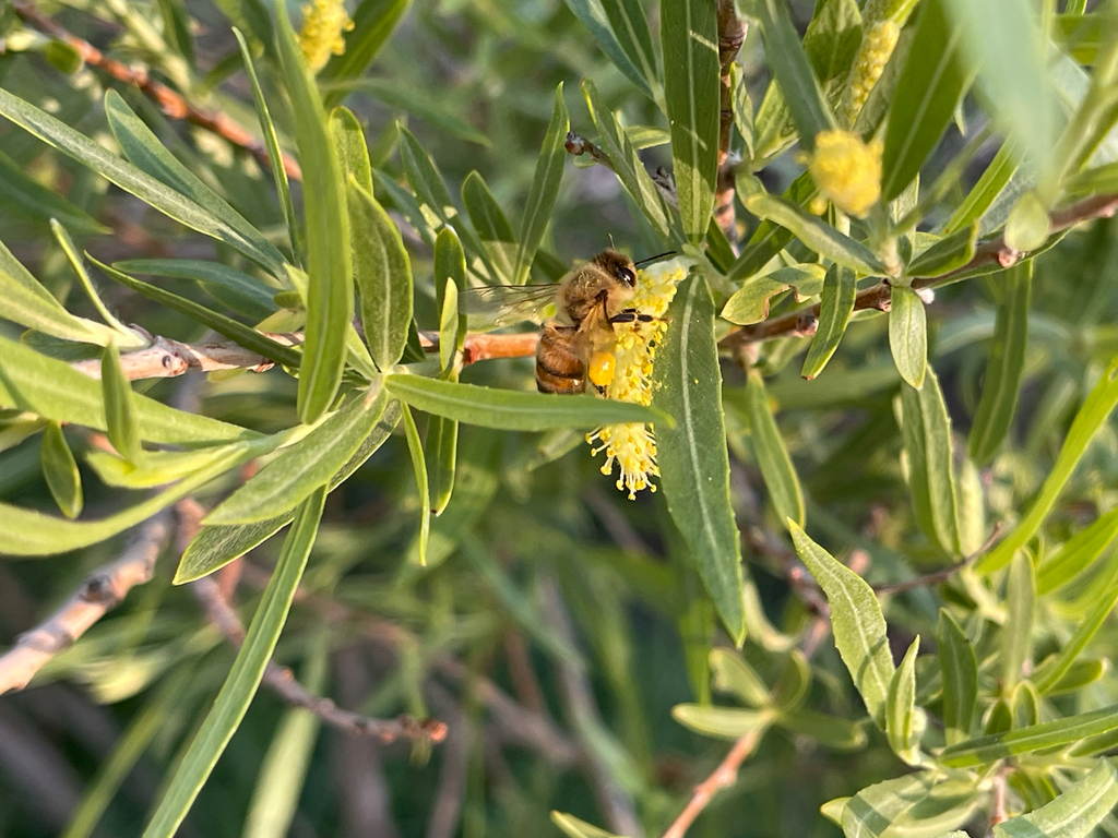 Western Honey Bee from Sloan'S Lake Loop, Denver, CO, US on May 21 ...