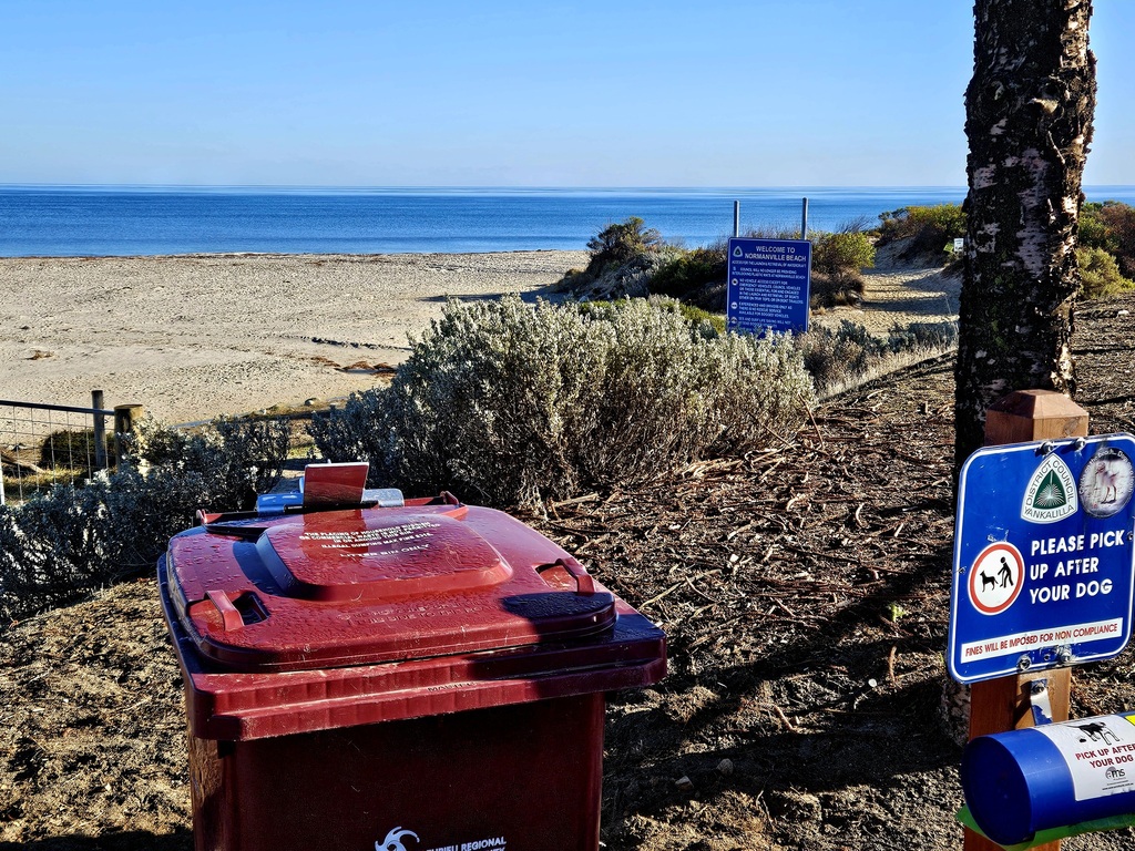 Grey Saltbush from Bungala River estuary, Normanville SA on May 22 ...