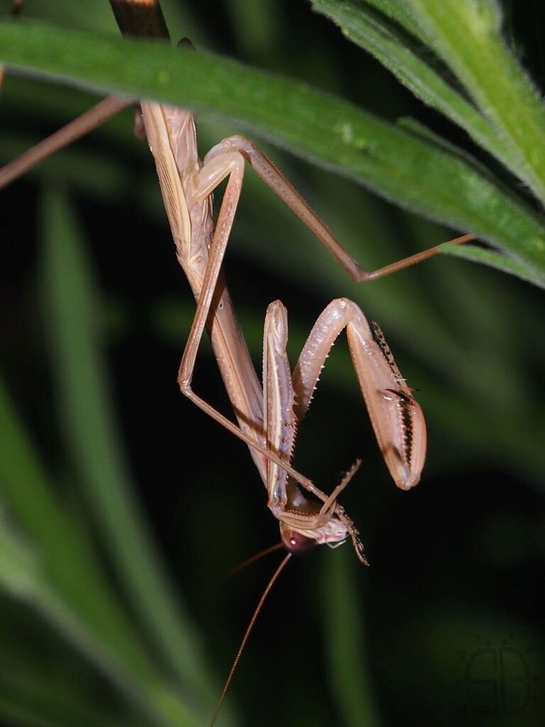 Japanese Giant Mantis from Sui Lau Tin, Hong Kong on May 21, 2025 at 10 ...