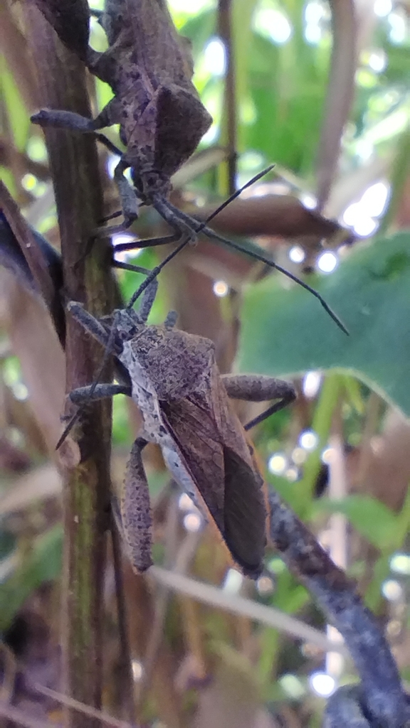 sweet potato bug from J5MM+P3J, Naga, 4400 Camarines Sur, Philippines ...