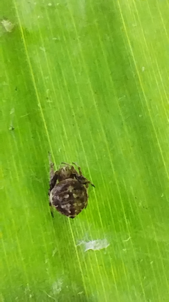 Hump Back Araneid Spider from J5MM+P3J, Naga, 4400 Camarines Sur ...