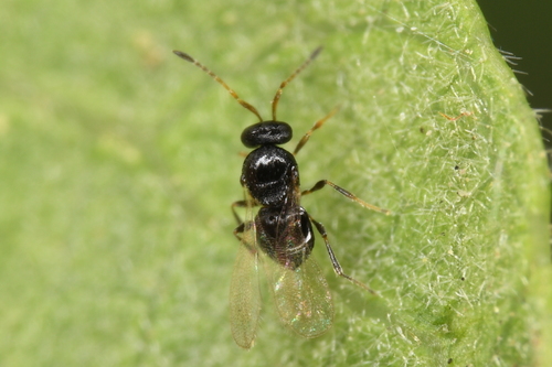 Genus Amitus · iNaturalist
