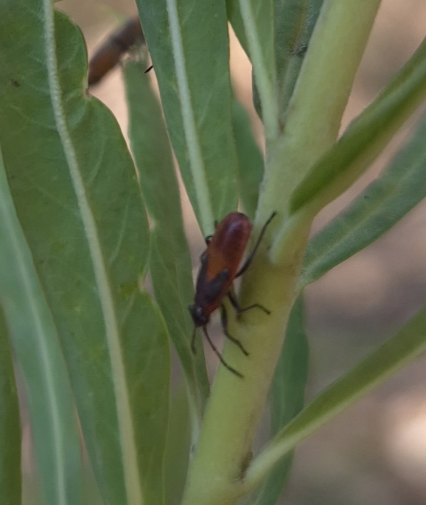 Swan plant seed bug from Whitby WA 6123, Australia on April 10, 2025 at ...
