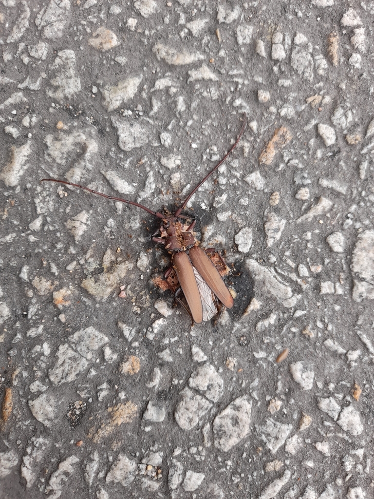 Aegolipton marginale from Ting Kok Road; Lung Mei Village, Ting Kok ...