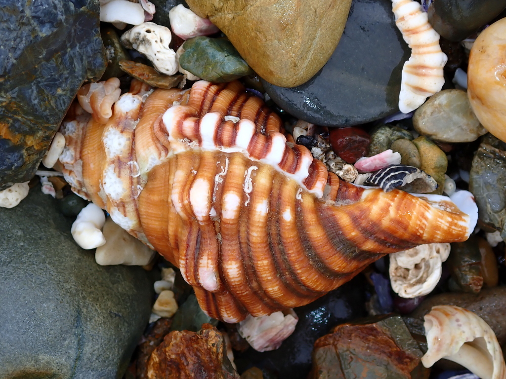 Spengler's Trumpet Snail from Arrawarra NSW 2456, Australia on May 22 ...