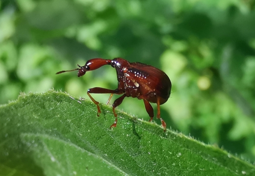 Paracycnotrachelus montanus · iNaturalist