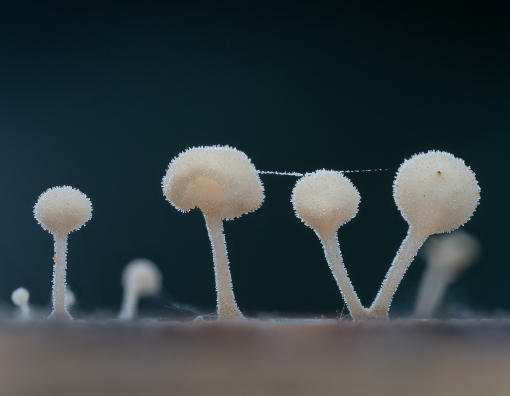 Physalacria from Sefton, New Zealand on May 22, 2025 at 07:06 PM by ...