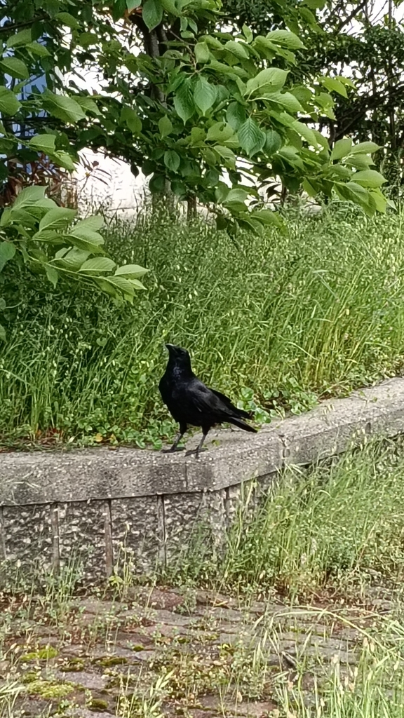 Crows and Ravens from 950-0072, Japan on May 22, 2025 at 02:46 PM by ...