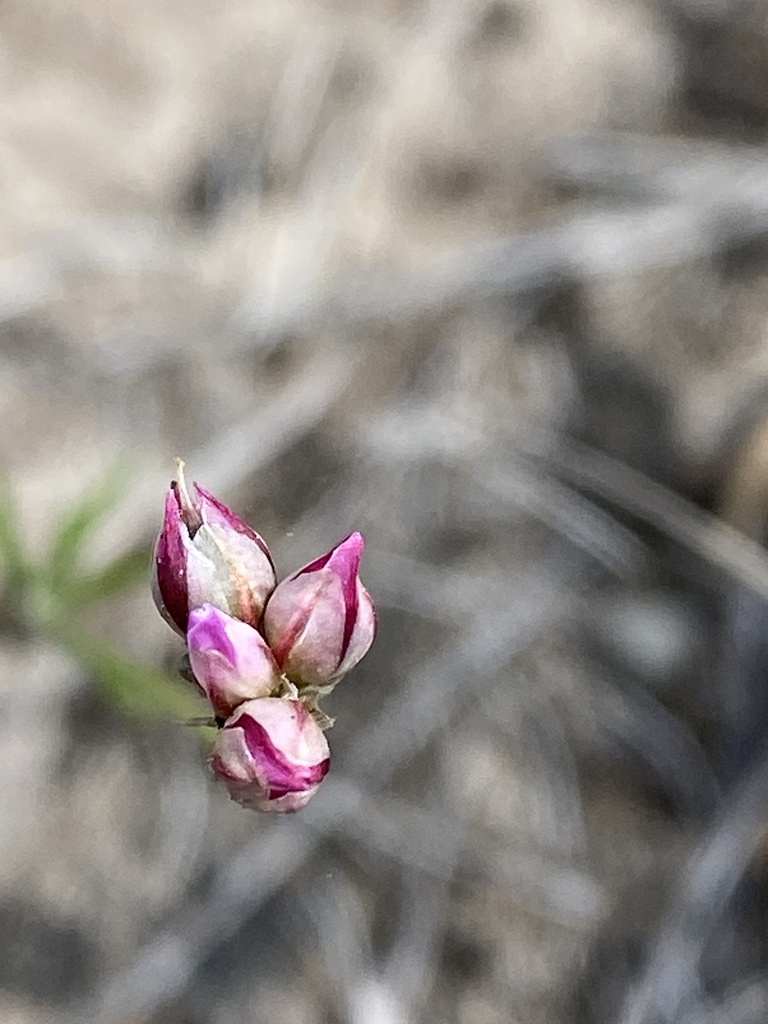 Slender Wire Lily from Morton National Park, Bulee, NSW, AU on February ...