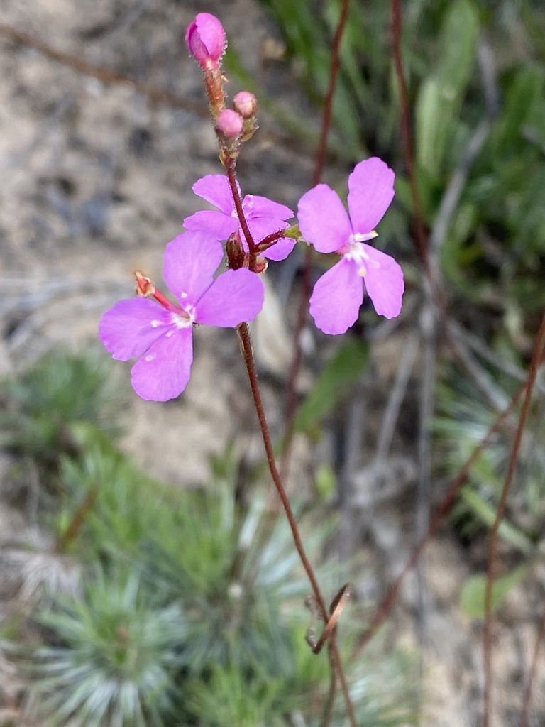 Narrow-leaved Triggerplant from Morton National Park, Bulee, NSW, AU on ...
