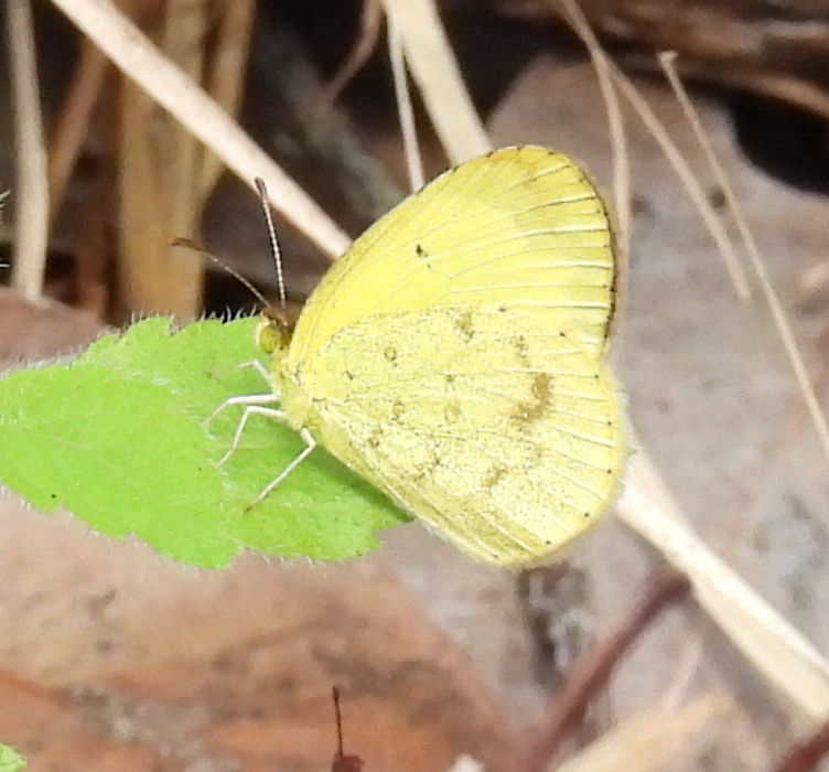 Small Grass-yellow from Tinnanbar QLD, Australia on May 18, 2025 at 11: ...
