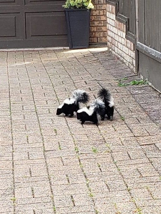 Striped Skunk from Surrey, BC, Canada on June 23, 2021 at 12:21 AM by ...
