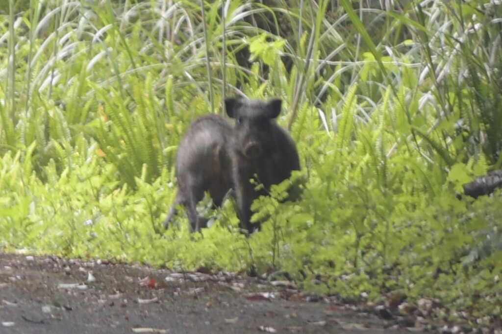 Wild Boar from 日本奄美大岛汤湾岳 on April 17, 2025 at 02:12 PM by rhinolin ...