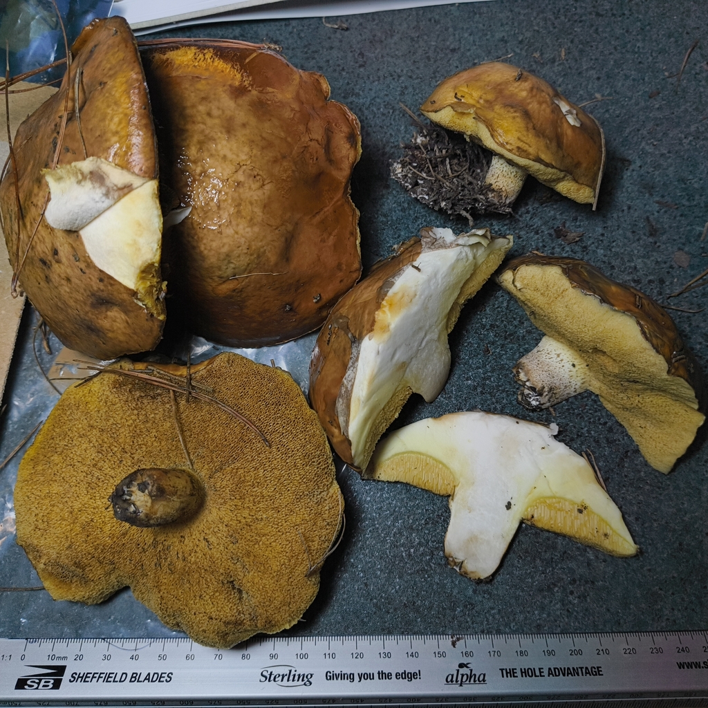 Slippery Jacks in May 2025 by Zac. Growing in a hedge line consisting ...