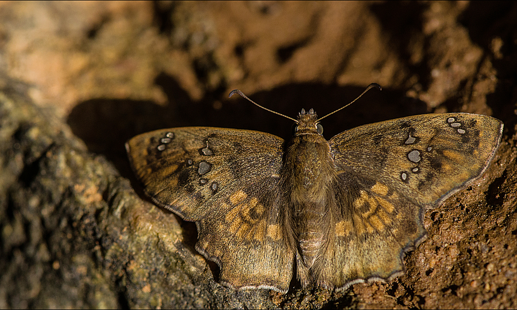 Golden Angle (Butterflies of Maharashtra) · iNaturalist