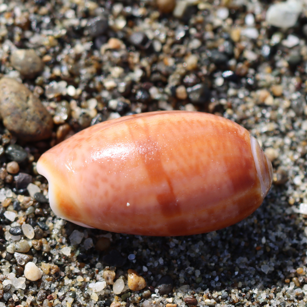 Cowries from Nadroga-Navosa, Fiji on May 21, 2025 at 11:24 AM by Kyle ...