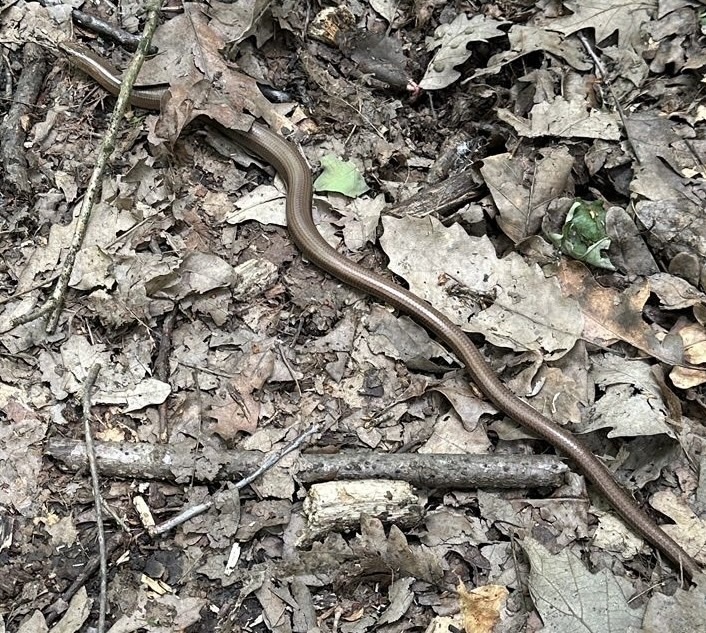 Eastern Slowworm from Voluntari, Ilfov, RO on May 22, 2025 at 11:59 AM ...