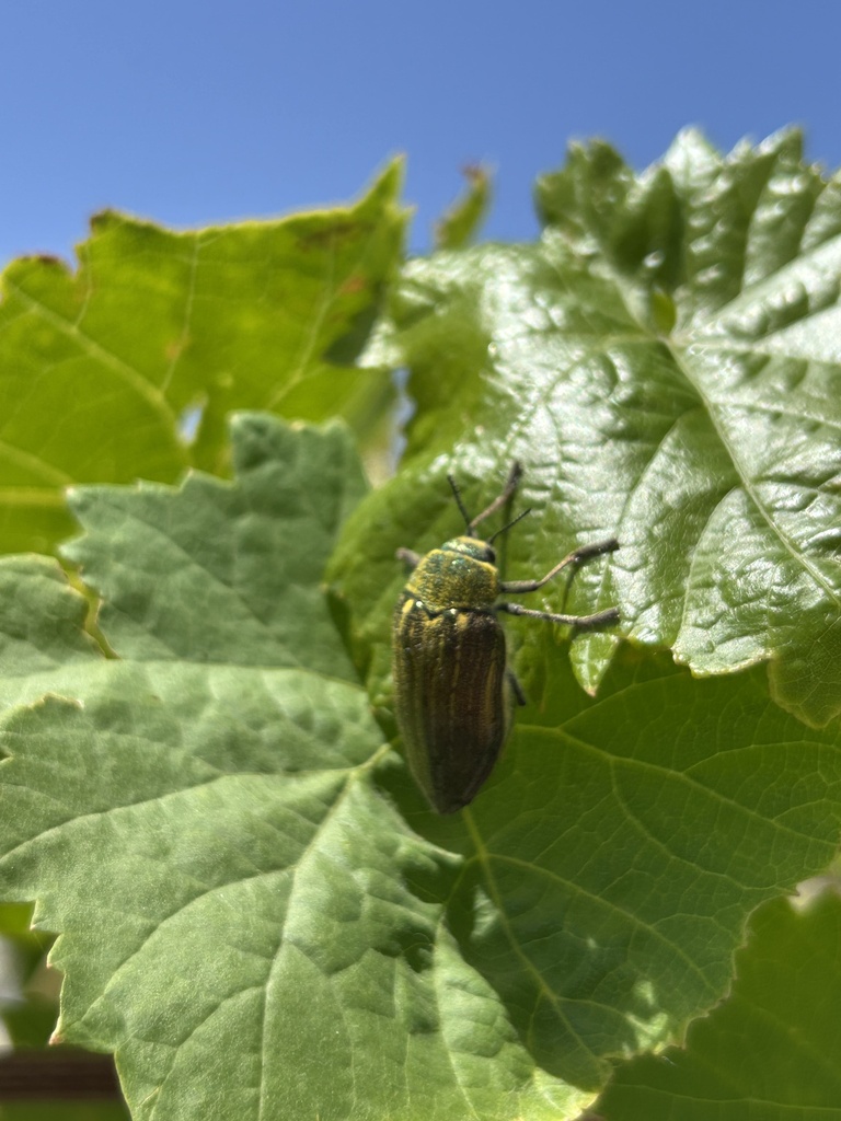 Julodis pubescens yvenii from Crete, Missiria, Crete, GR on May 22 ...