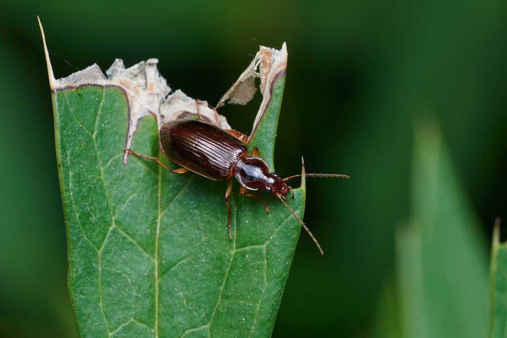Platynini from 中国浙江省杭州市西湖区 on April 16, 2025 at 08:58 PM by Li Jianbo ...