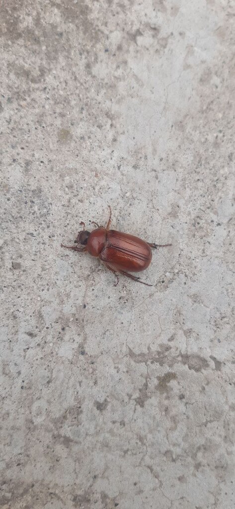 Holochelus aequinoctialis from Верблюжка, Кіровоградська область ...