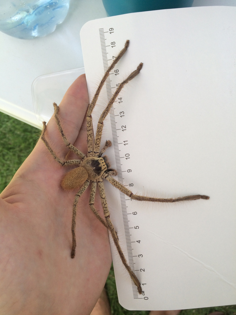 Golden Huntsman Spider from Townsville QLD, Australia on February 19 ...