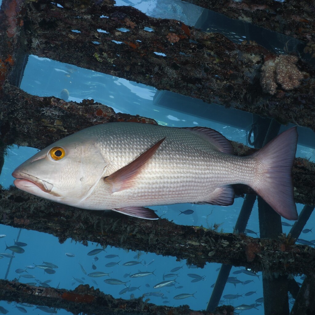 Two-spot Red Snapper from Agincourt 3 Pontoon on November 25, 2024 at ...