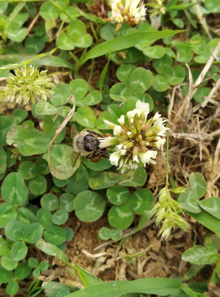 Western Honey Bee from Rudsar, Iran on May 22, 2025 at 12:10 PM by z ...