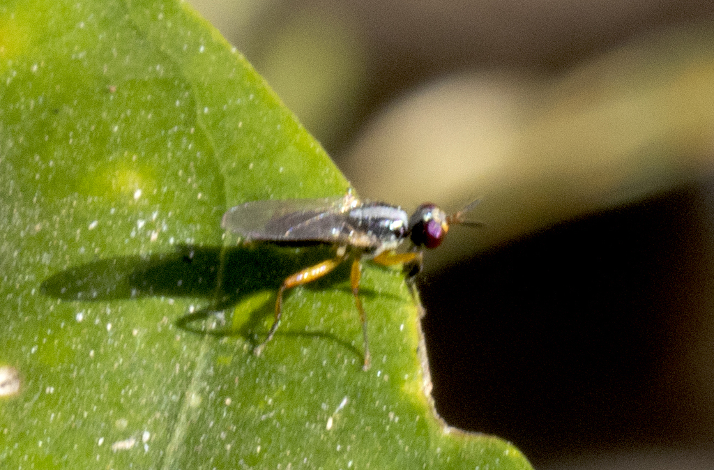Anaphalantus longicornis from Silver Lakes Golf Estate, 0054, Suid ...