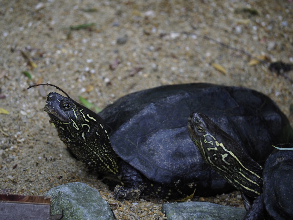 Chinese Pond Turtle from Sasaguri, Sasaguri, Fukuoka, JP on May 22 ...