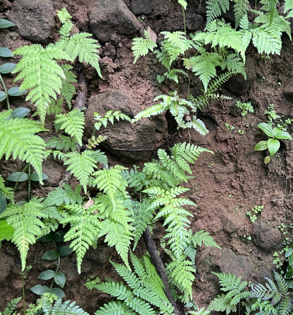 Flying Spider Monkey Tree Fern from 952台灣台東縣蘭嶼鄉 on May 18, 2025 at 08: ...