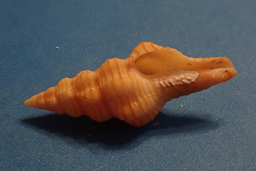 Latirus infundibulum · NaturaLista Colombia