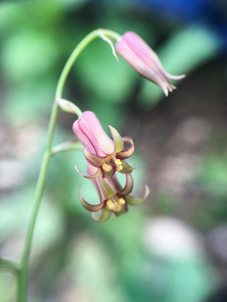 bronze-bells (Anticlea occidentalis) - Botanical Realm