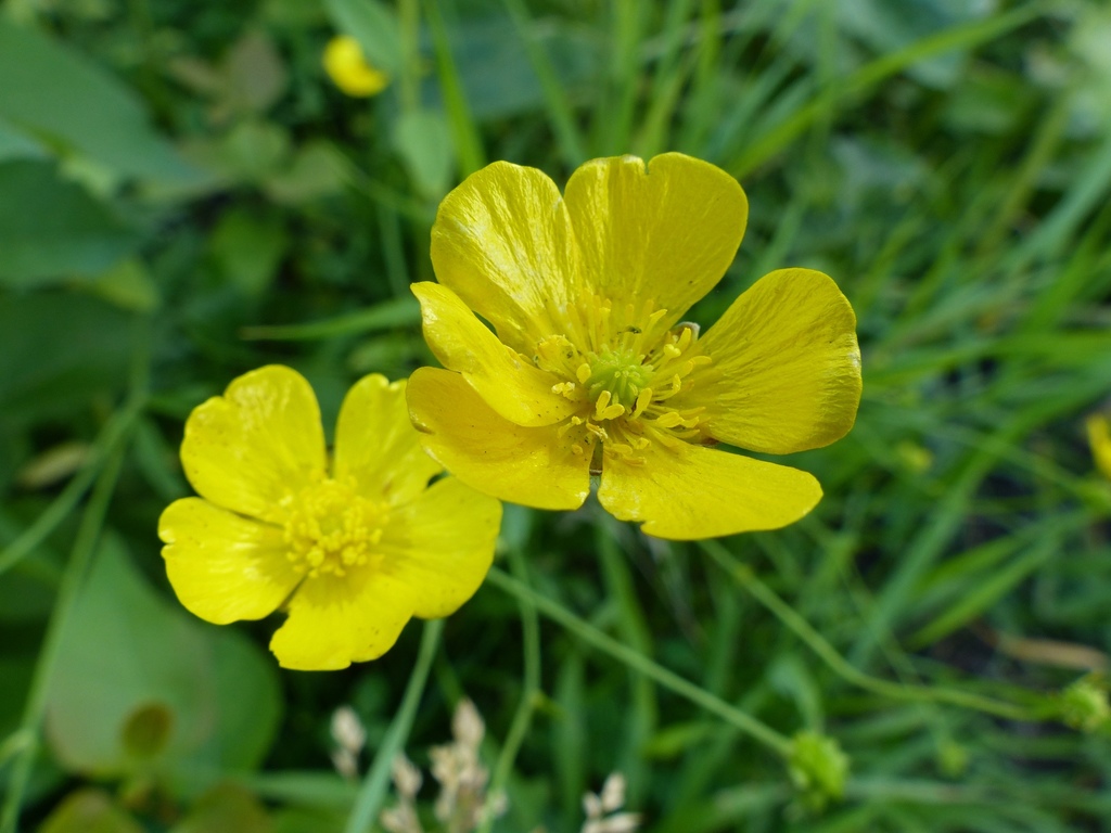 tall buttercup from Highway 775, AB, CA on August 14, 2019 at 12:18 PM ...
