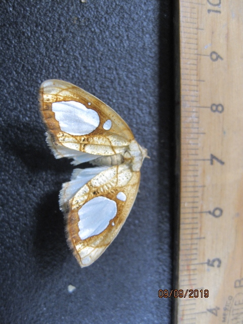 Basilodes philobia from C.U., Ciudad de México, CDMX, México on ...