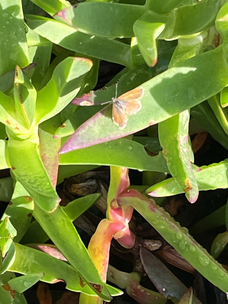 Water Geranium Bronze from Susan Way, Cape Town, Western Cape, ZA on ...