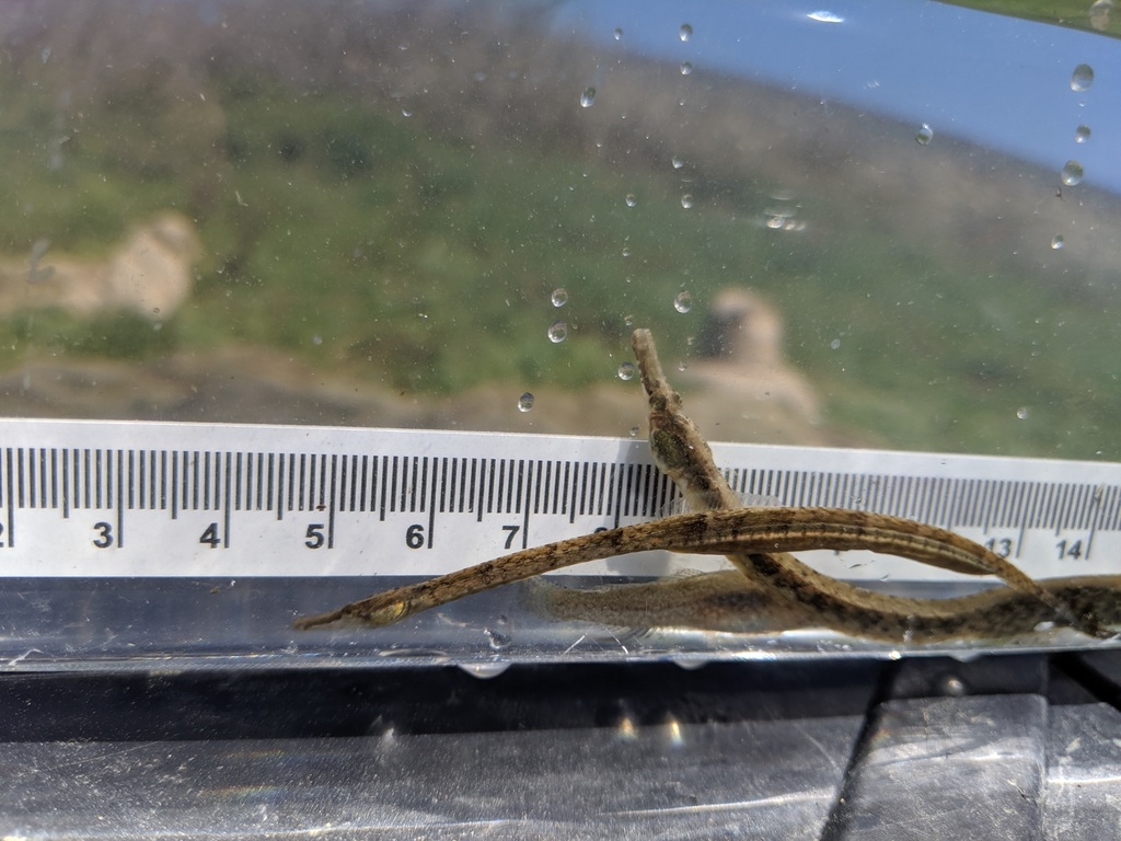 kelp pipefish from La Jolla, San Diego, CA, USA on September 09, 2019 ...